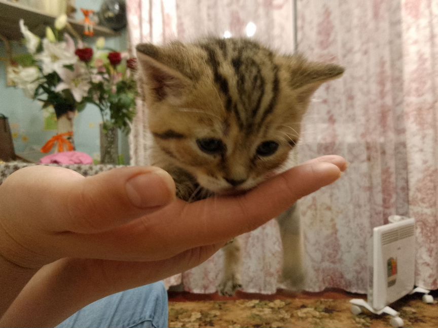 Котенок Кубик