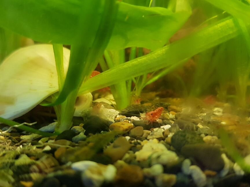 Аквариумные креветки