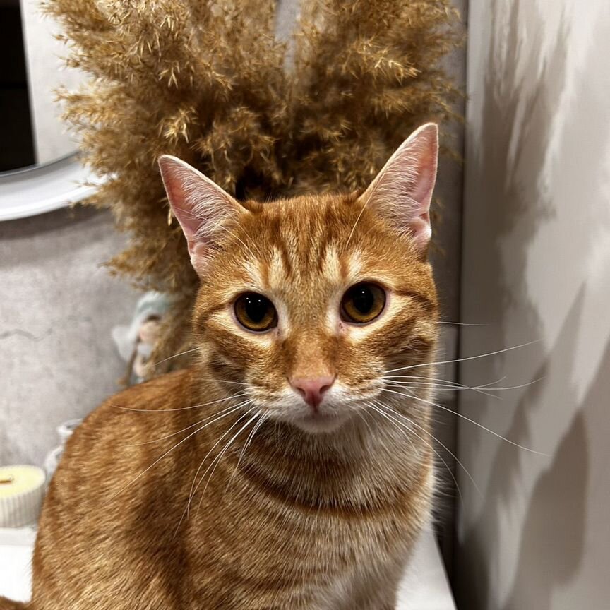 Кот Мартин