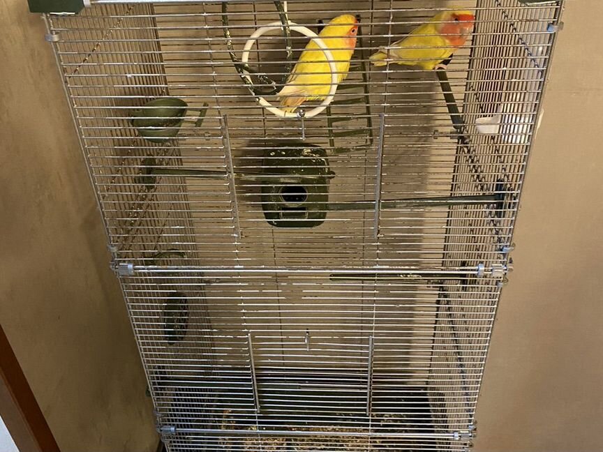 Попугаи неразлучники с огромной клеткой