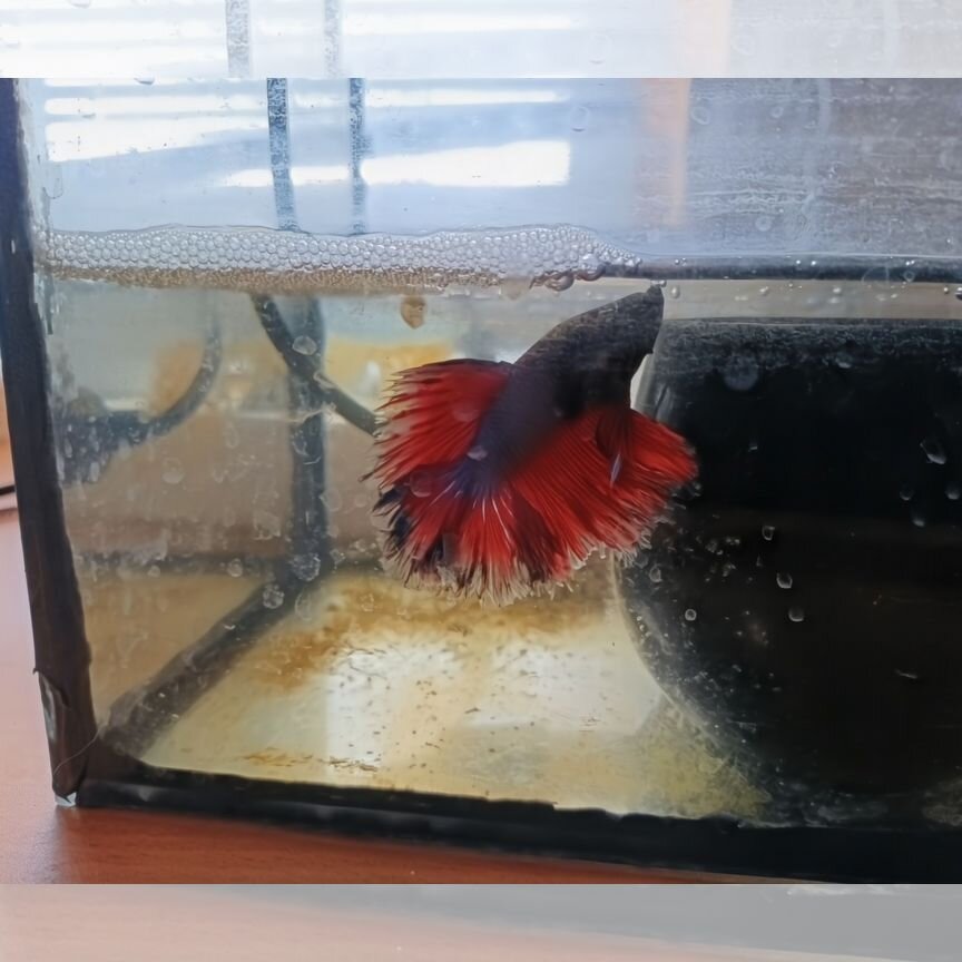 Продам аквариумных рыбок