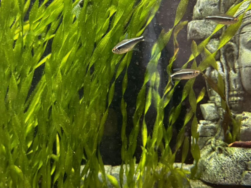 Валиснерия спиральная. Прополка