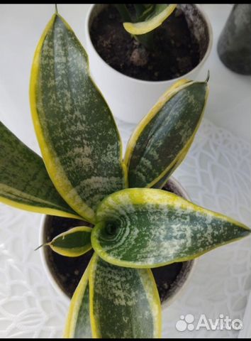 Сансевиерия голден ханни купить в Новосибирске | Товары для дома и дачи ...