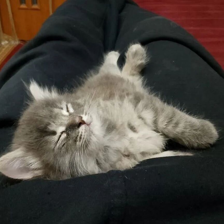 Котёнок в добрые руки