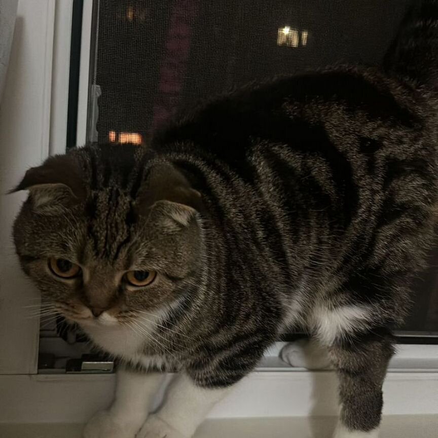 Шотландская веслоухая