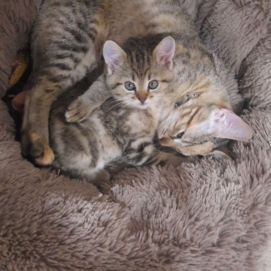 Котенок в добрые руки