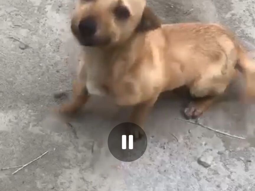 Крошечная малышка (5-6кг)ищет любящую семью