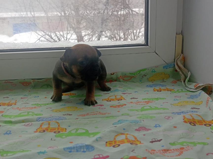 Французский бульдог щенки