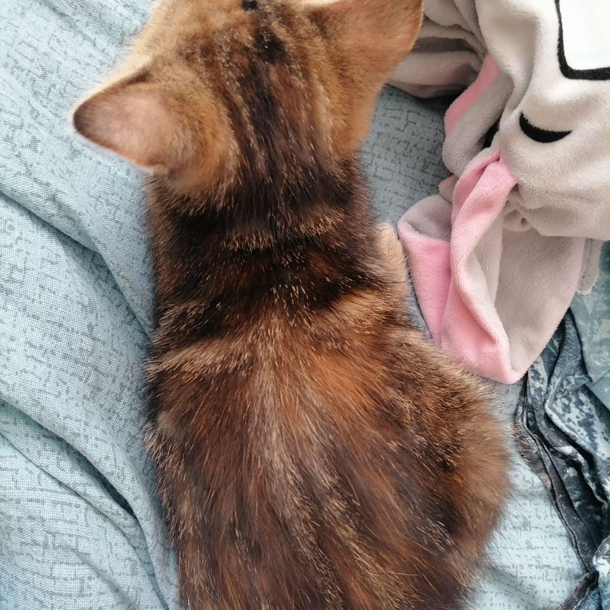 Кошечка