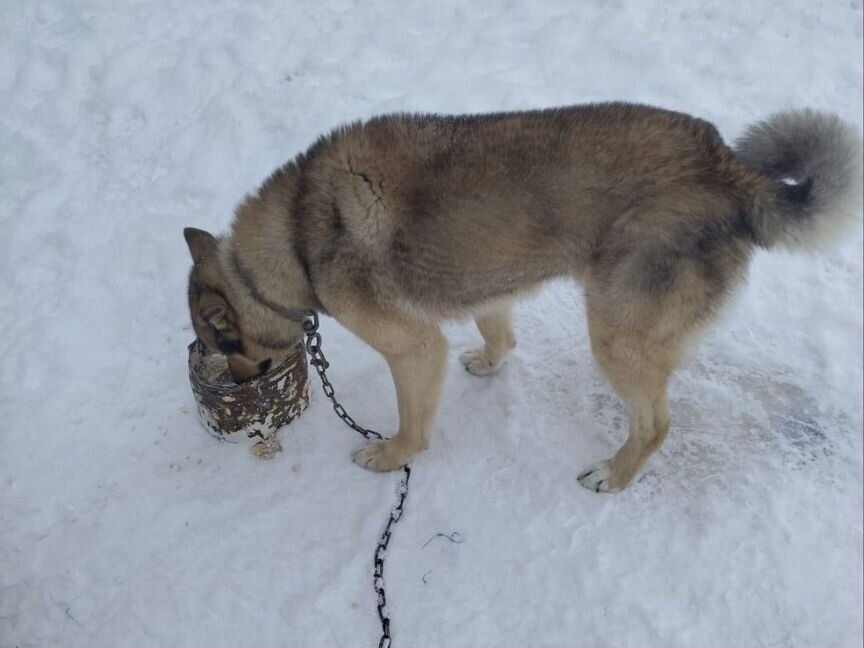 Западно сибирская лайка