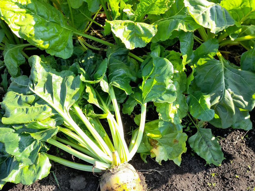 Свекла кормовая