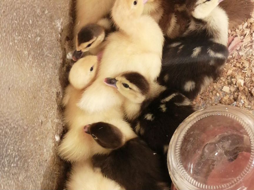 Индоутята тяжелой линии