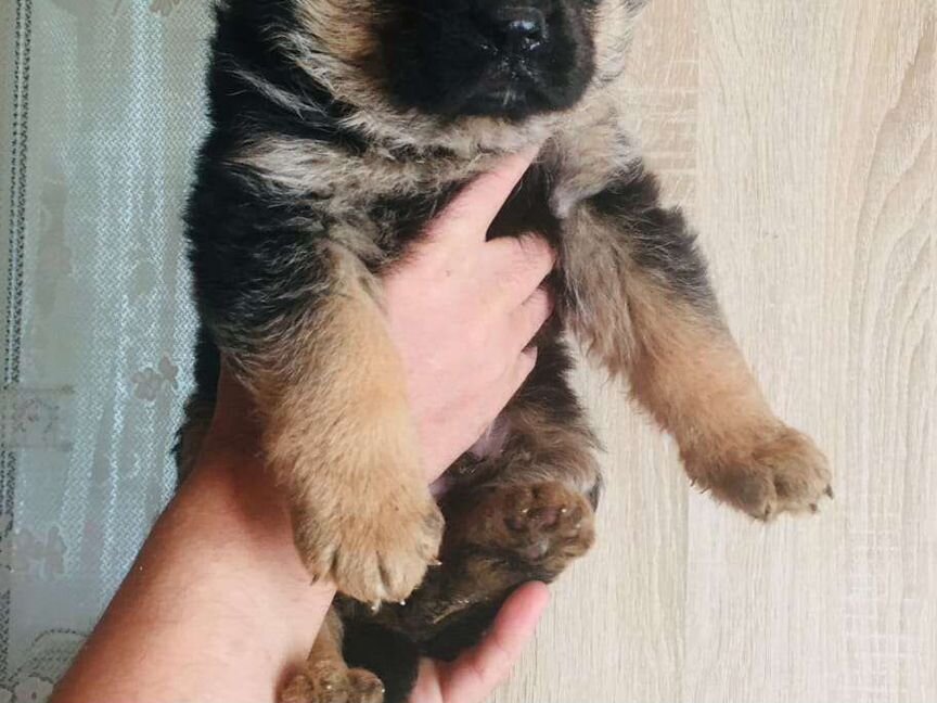 Немецкая овчарка