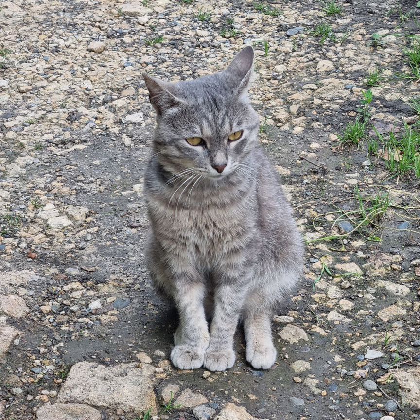 Отдам кота в добрые руки