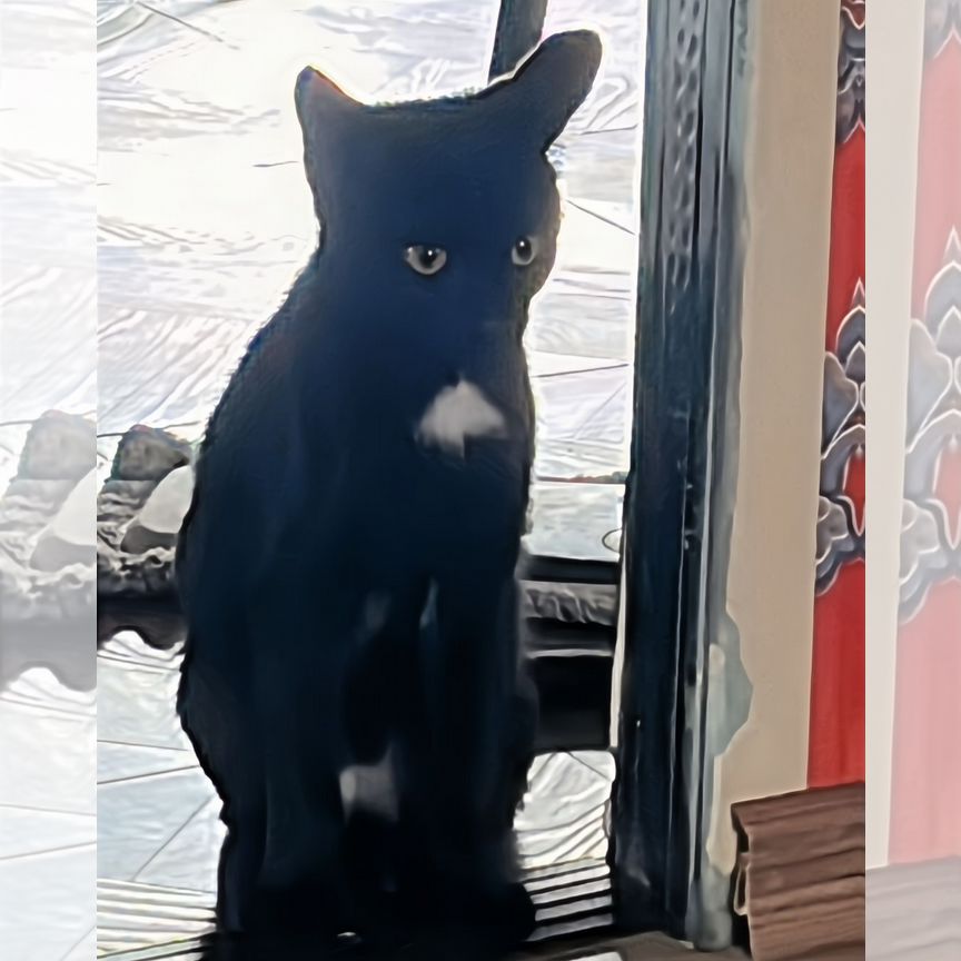 Британский короткошёрстный котёнок