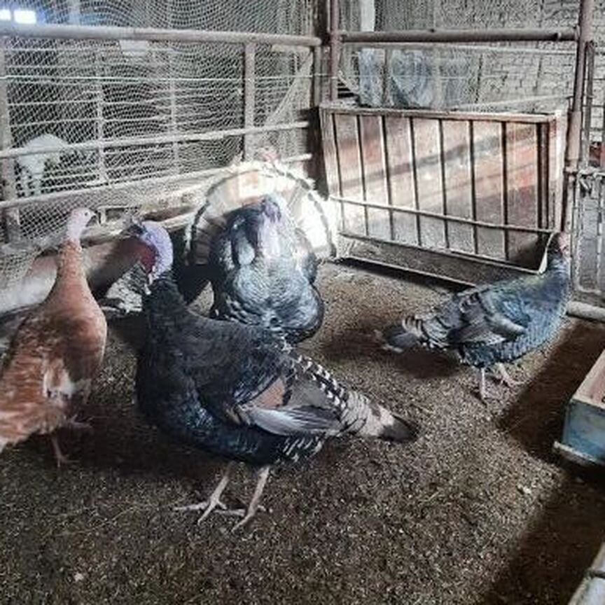 Индюки домашние