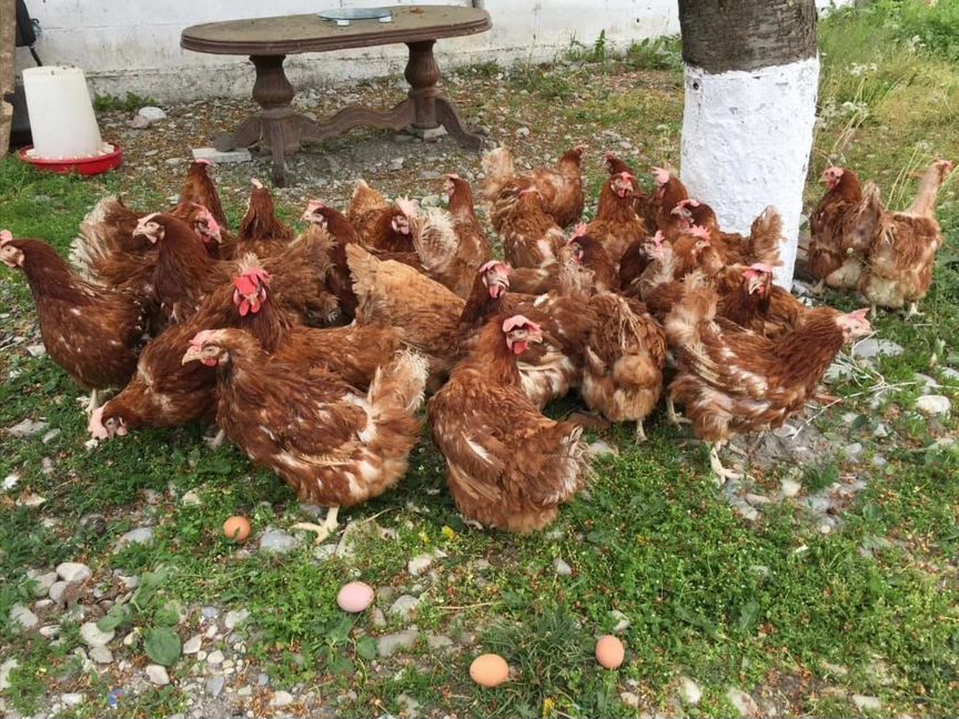 Куры несушки декалб