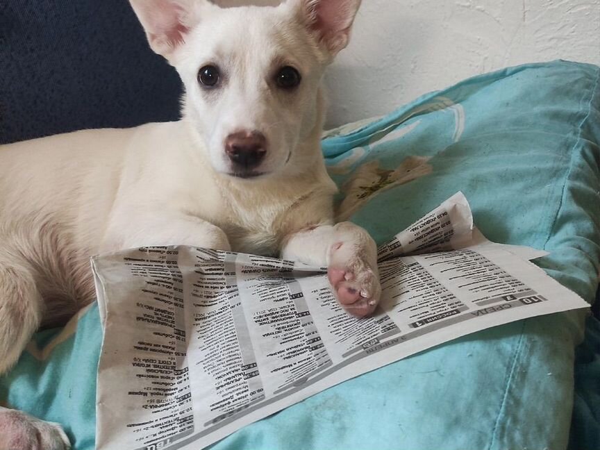 Щенок девочка