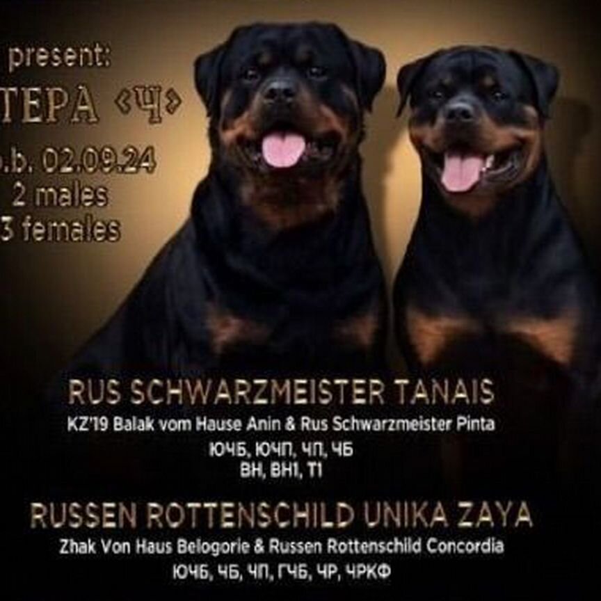 Щенки ротвейлера