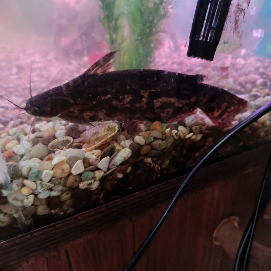 Сом таракатум