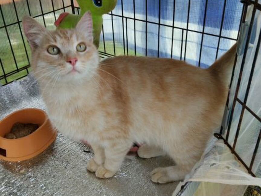 Котик - потеряшка