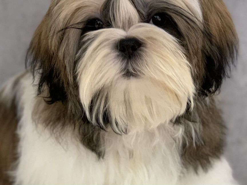 Щенки ши-тцу