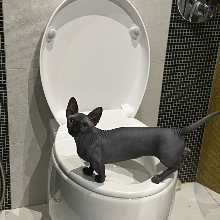 Сфинкс бамбино