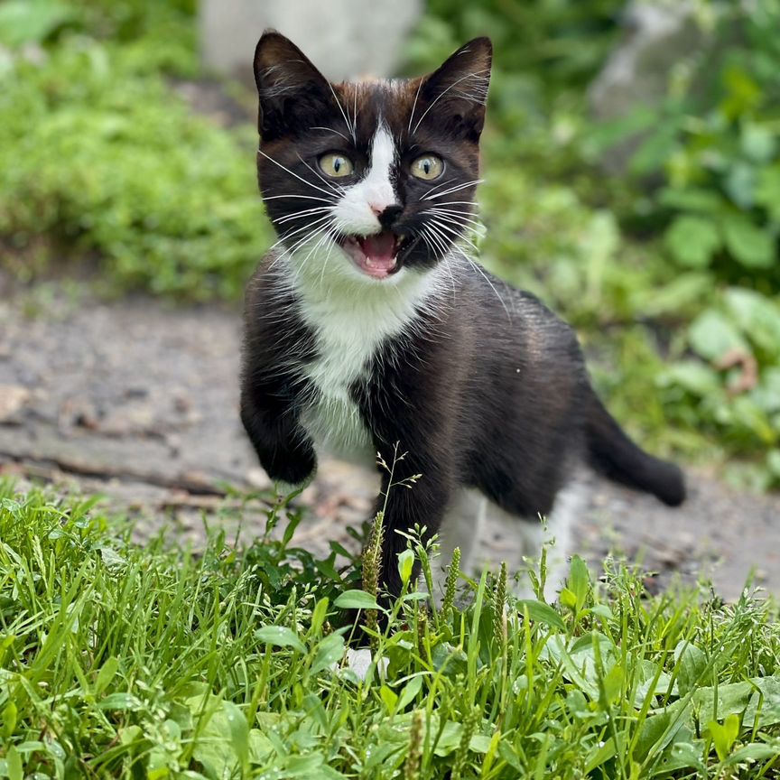 Котёнок Смокинг