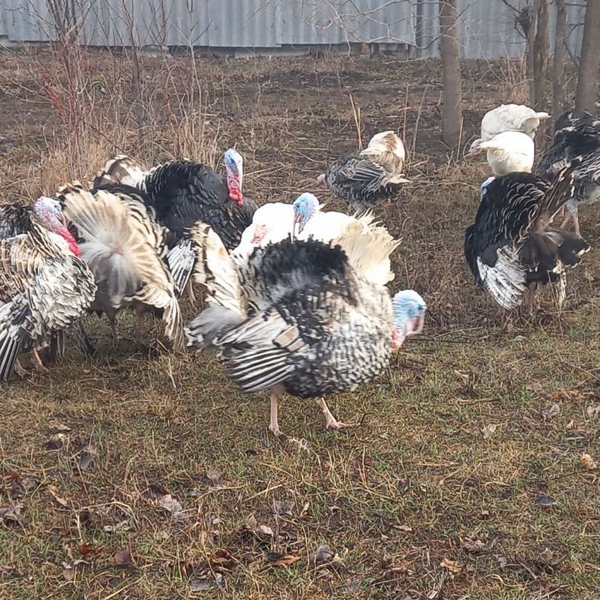 Индюки и индюшки