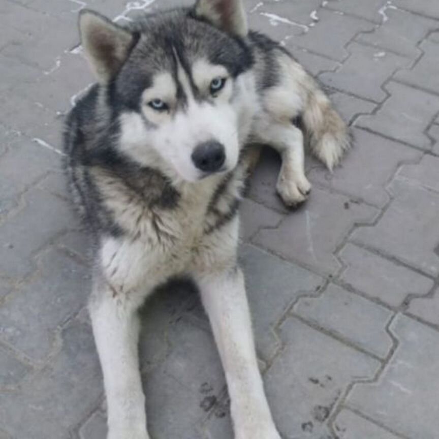 Сибирский хаски