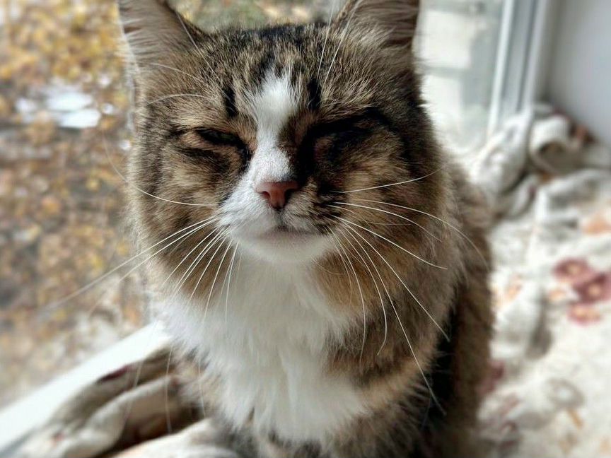 Ласковая кошка в добрые руки