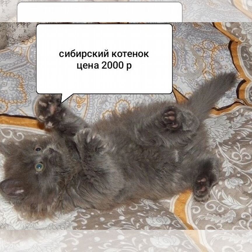 Котёнок в добрые руки