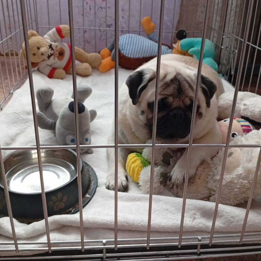 Клетка для собак