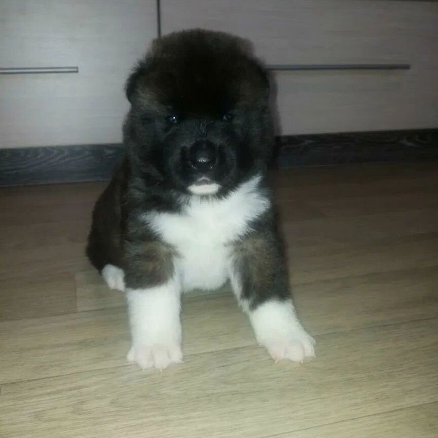 Щенки американской акиты