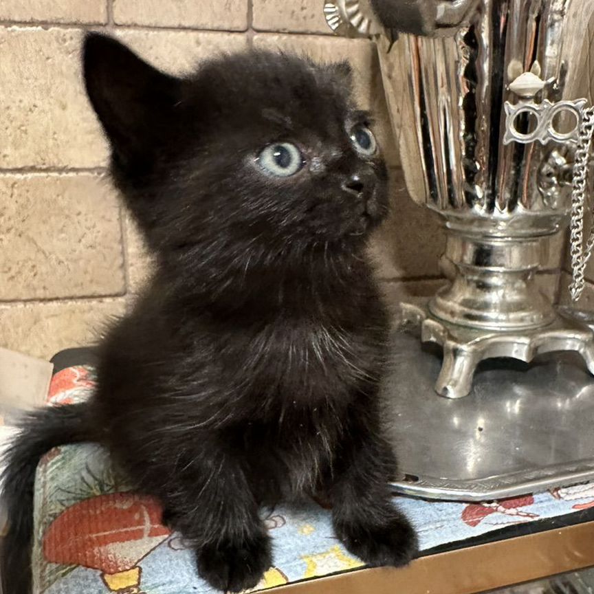 Британский короткошёрстный котёнок