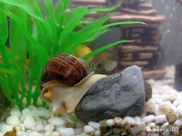 Улитки-гиганты