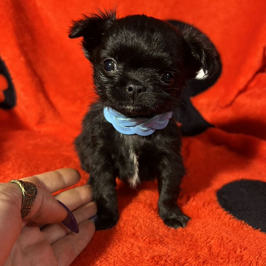 Чихуахуа, щенок