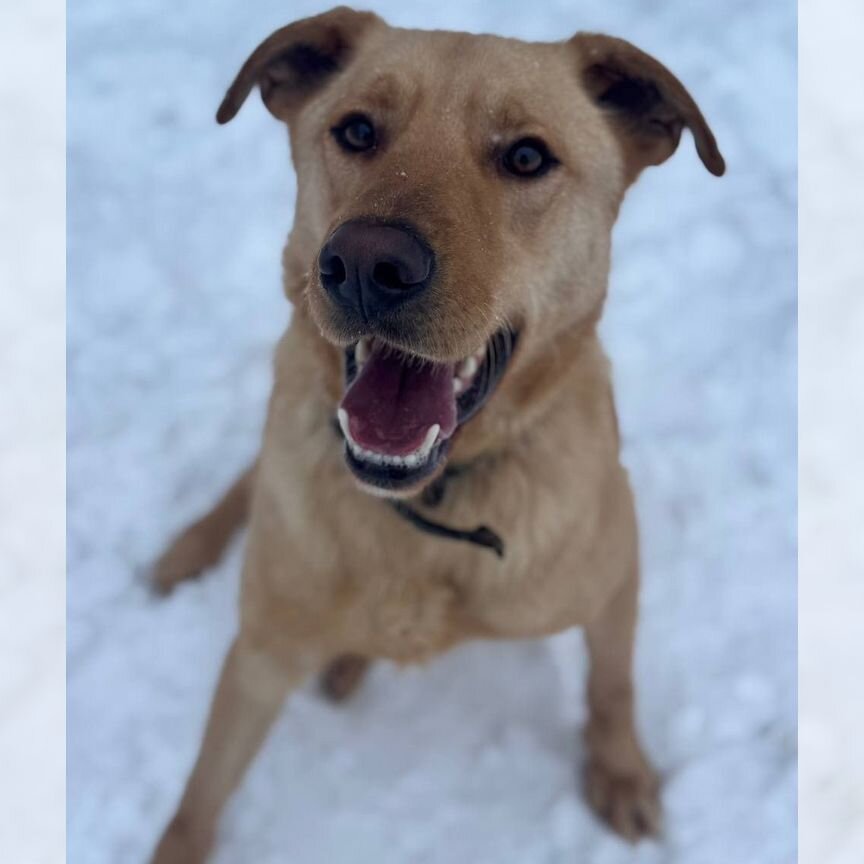 Взрослый пёс в добрые руки