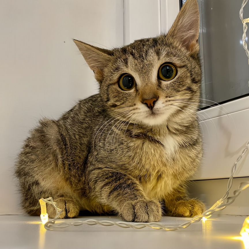 Котёнок в добрые руки