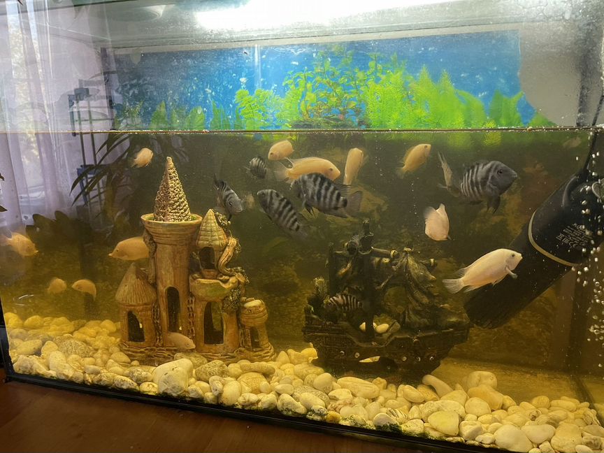 Аквариумные рыбки цихлиды