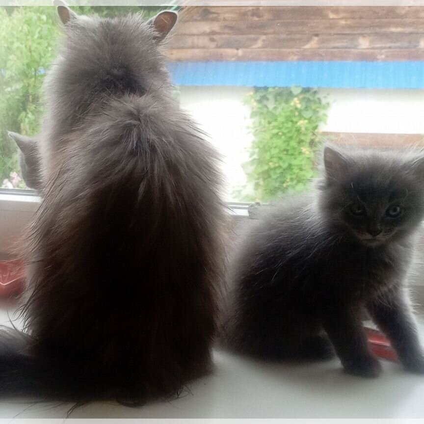 Отдам сибирских котят в добрые руки