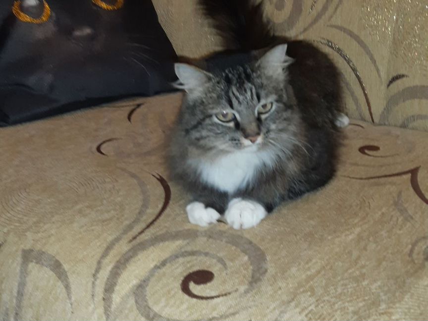 Кошка мышеловка в добрые руки
