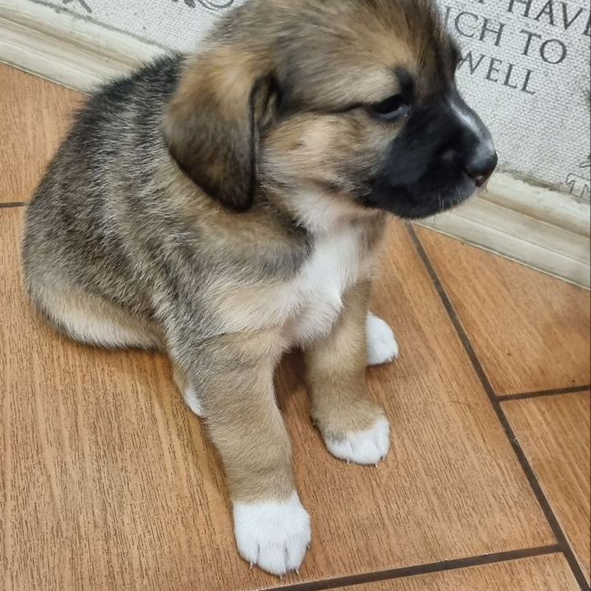 Отдам щенка в добрые руки