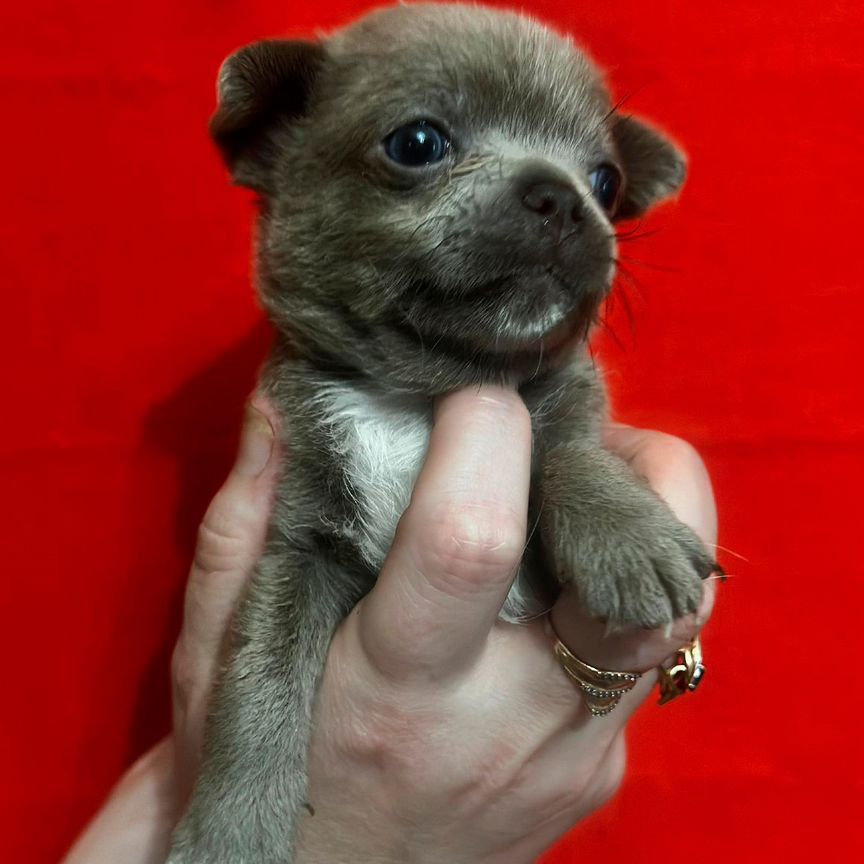 Чихуахуа щенок мальчик