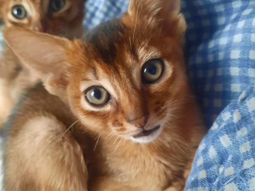 Абиссинская кошка