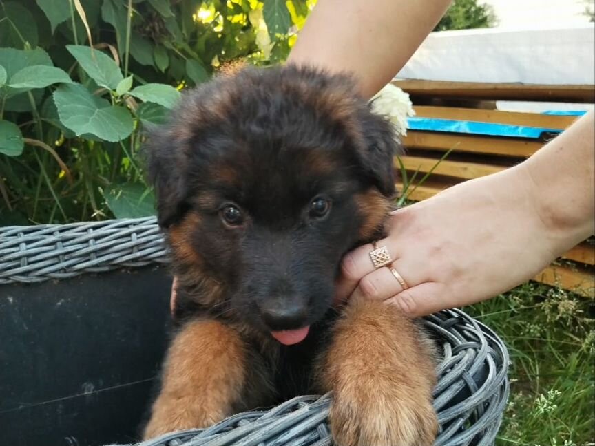 Немецкая овчарка