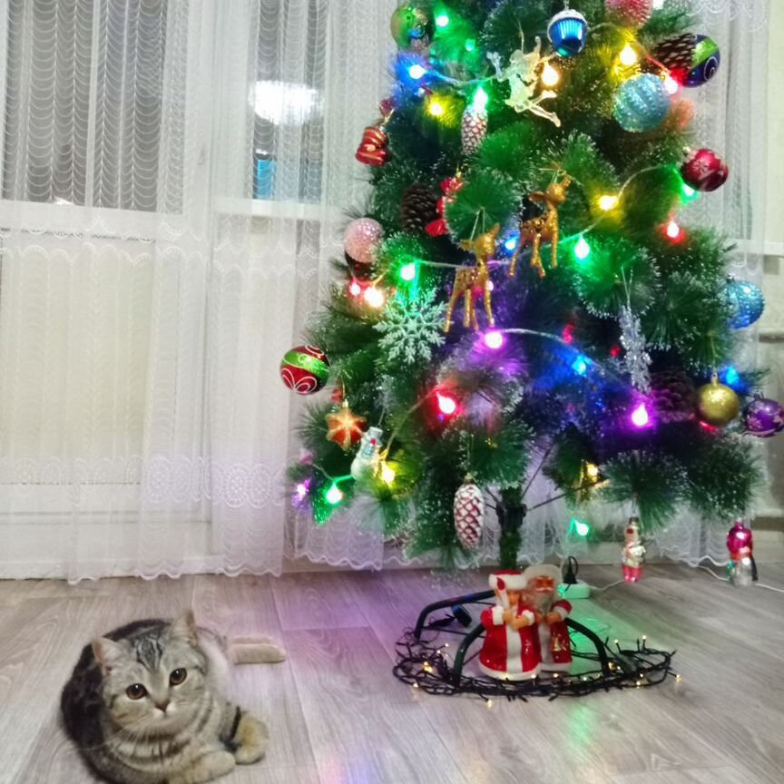 Шотландская кошка