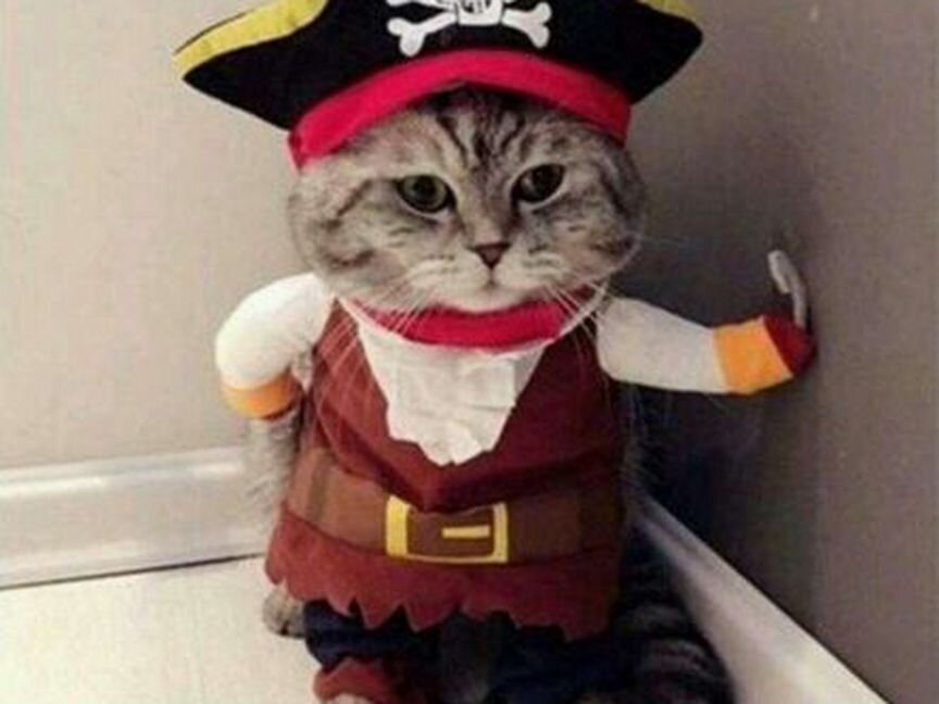 Кошачий костюм