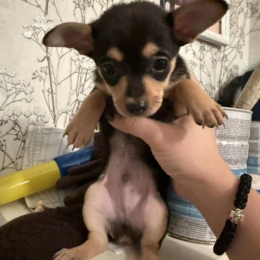 Русский той-терьер, щенок