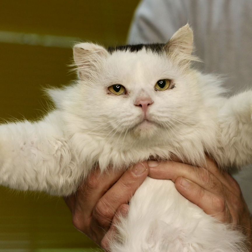 Котик Мишка